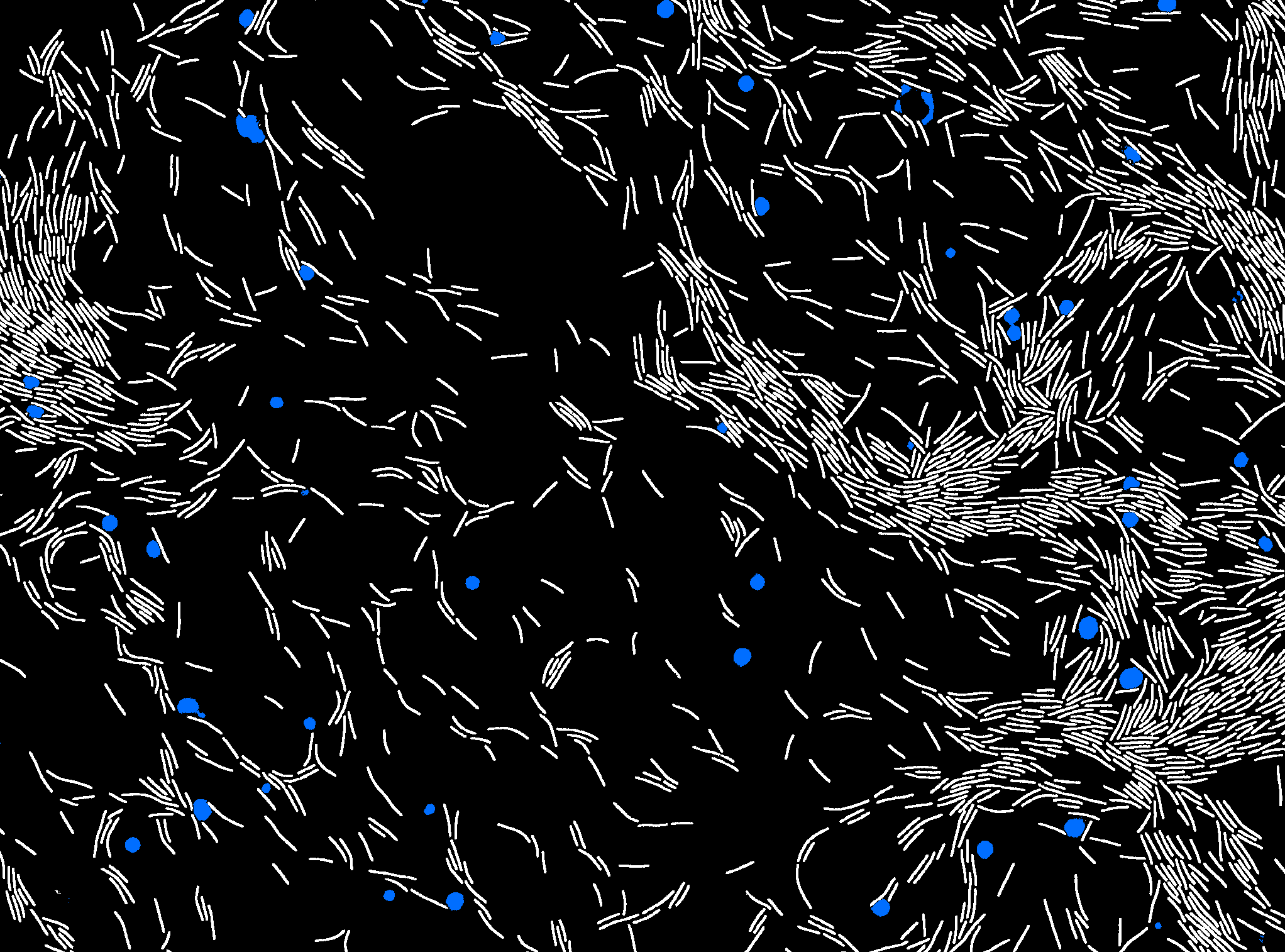 Workshop Bioimage Analysis Applications Based On Deep Learning Deep Workshop Bioimage Analysis Applications Based On Deep Learning Deep